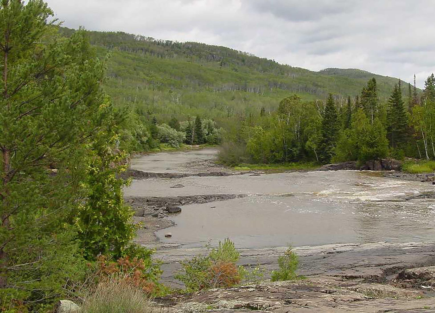 Rare arctic plants cling to existence in Boundary Waters