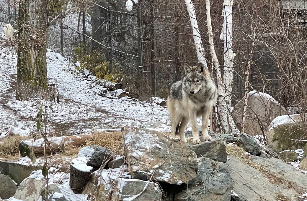 Wildlife safety tips for your trip to the arrowhead region of MN