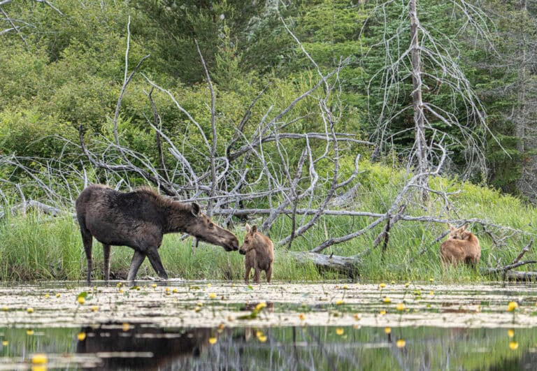 Minnesota moose populations declined last year, stable overall
