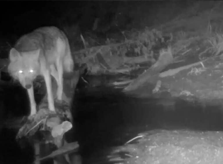Biologists say wolves are fond of fishing in Voyageurs Park