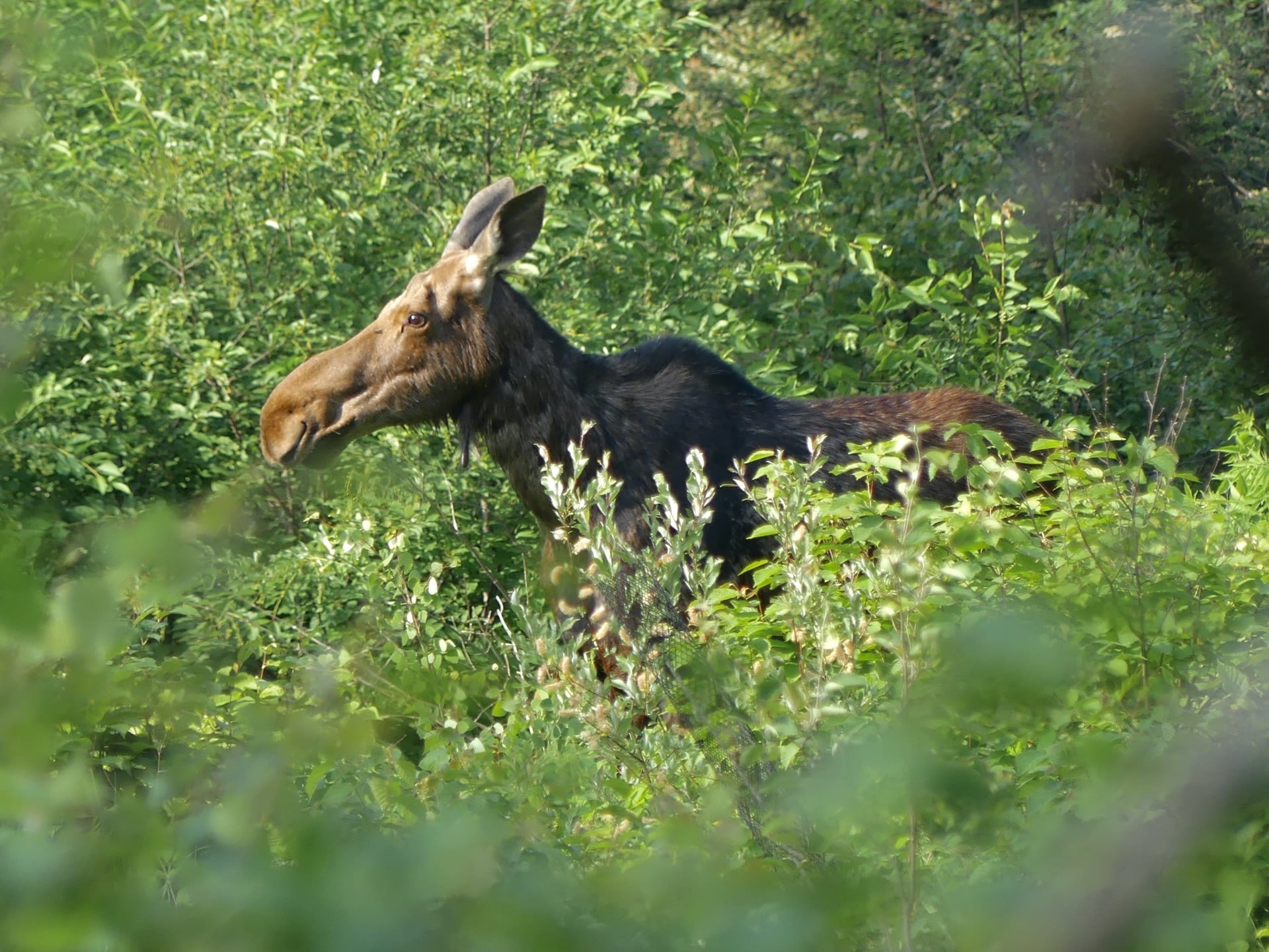 Mineral licks shared with deer infect moose with deadly parasite