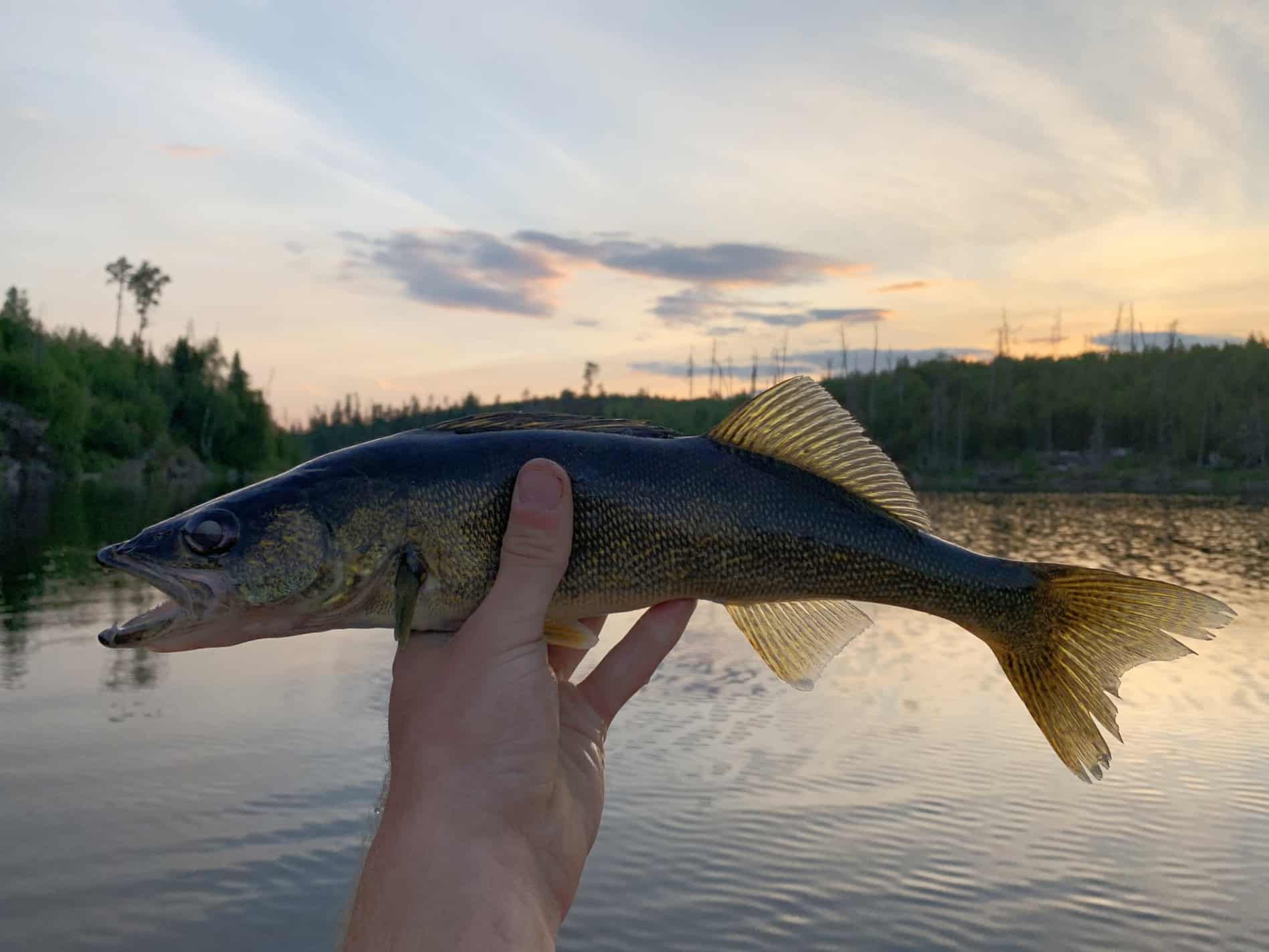 Biologists find northern MN fish contaminated with chemicals