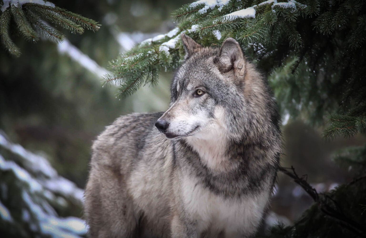 New research reveals how humans enable wolf predation on deer