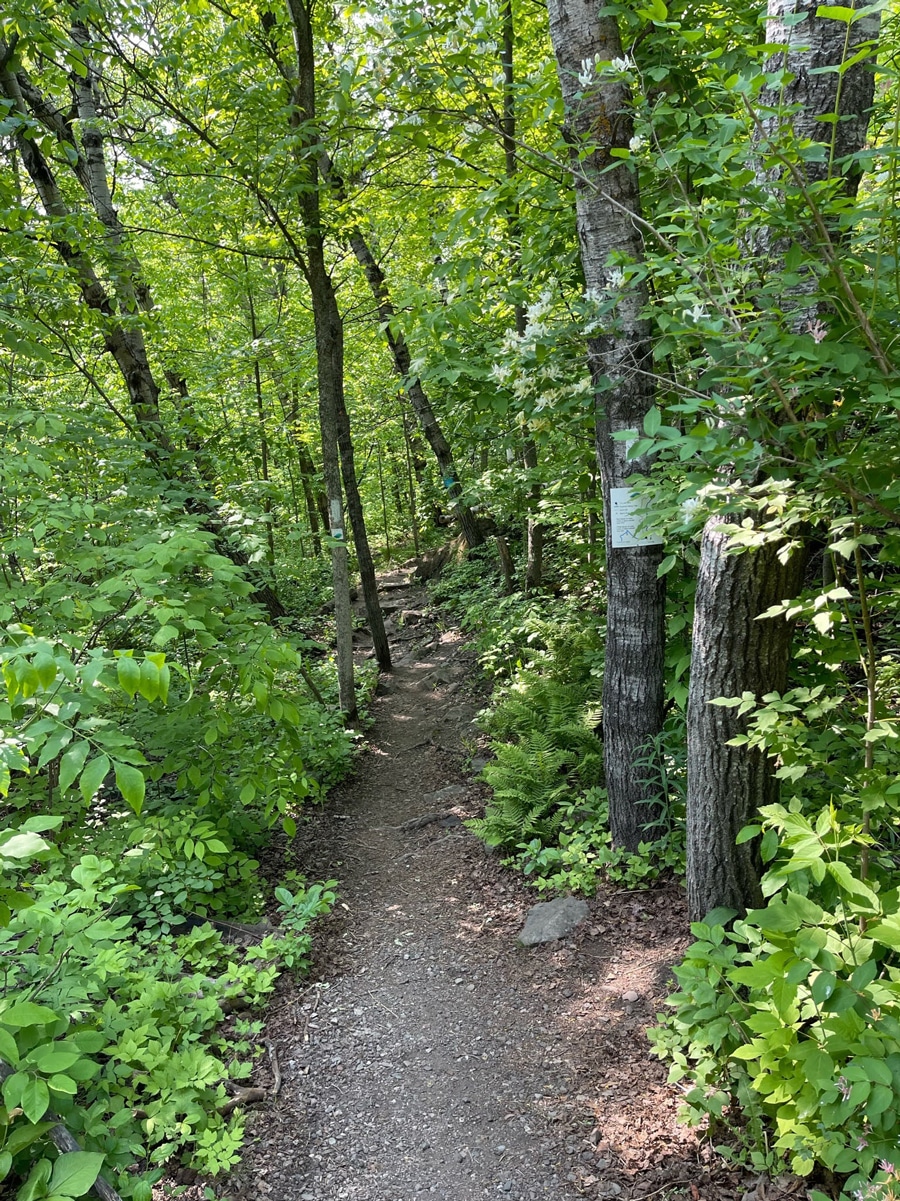 Ely’s Peak – an SHT loop hike perfect for any season