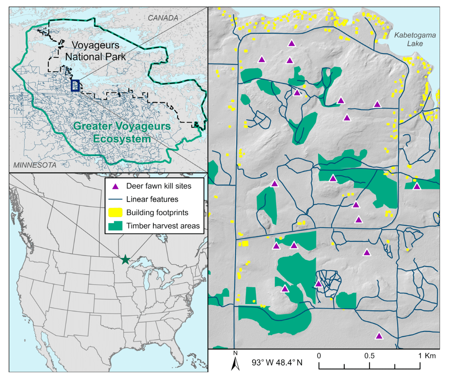 New research reveals how humans enable wolf predation on deer