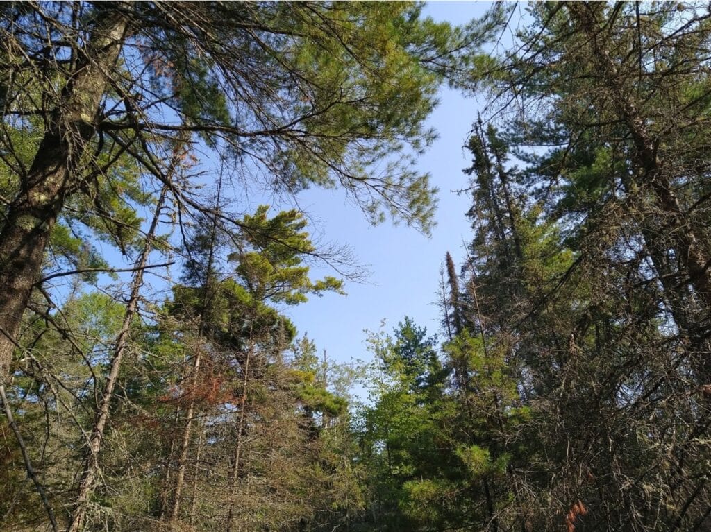 Fernberg Road plan for logging, burning to reduce wildfire risk