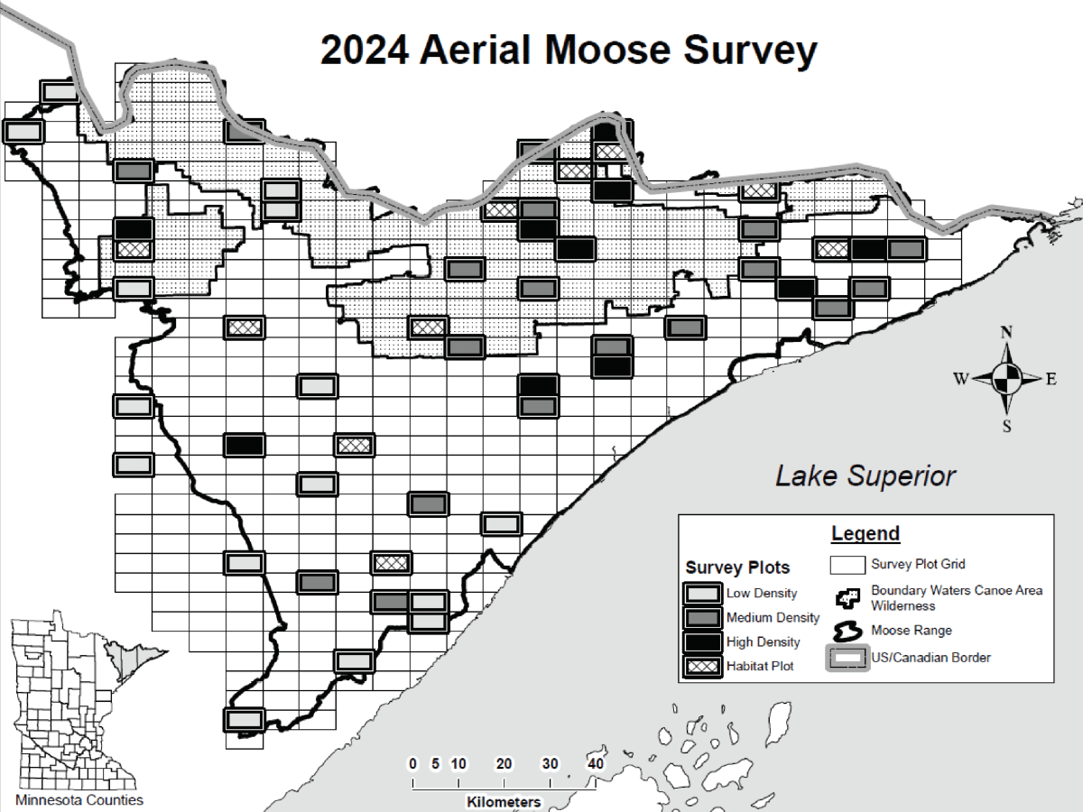 Minnesota DNR survey indicates stable moose population