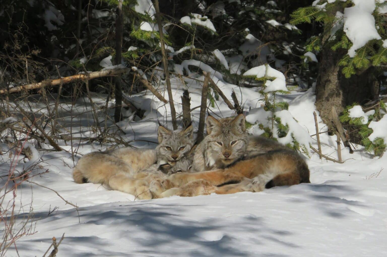 Tracking the Lynx: plan outlines habitat protection and monitoring