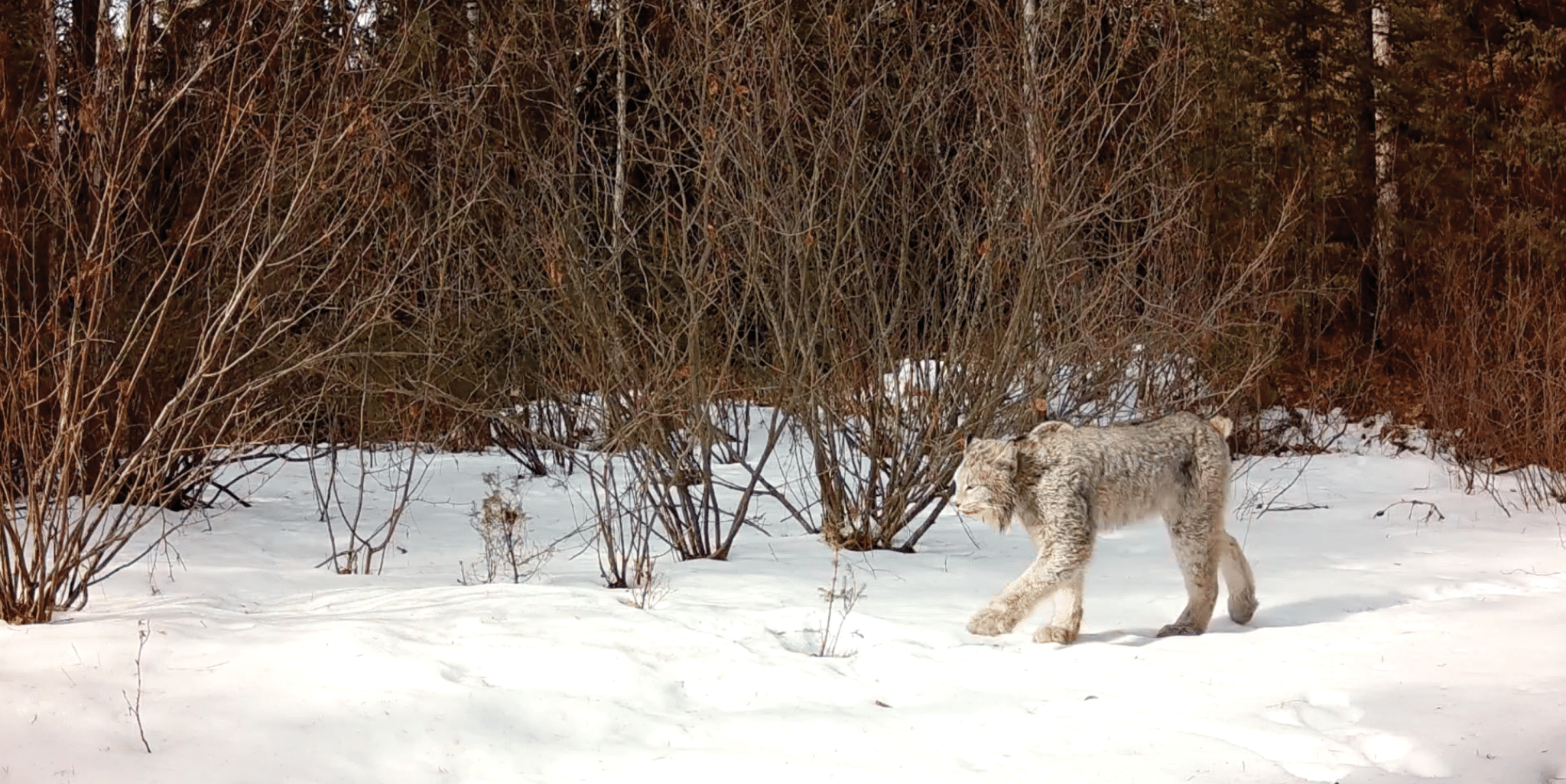 Tracking the Lynx: plan outlines habitat protection and monitoring