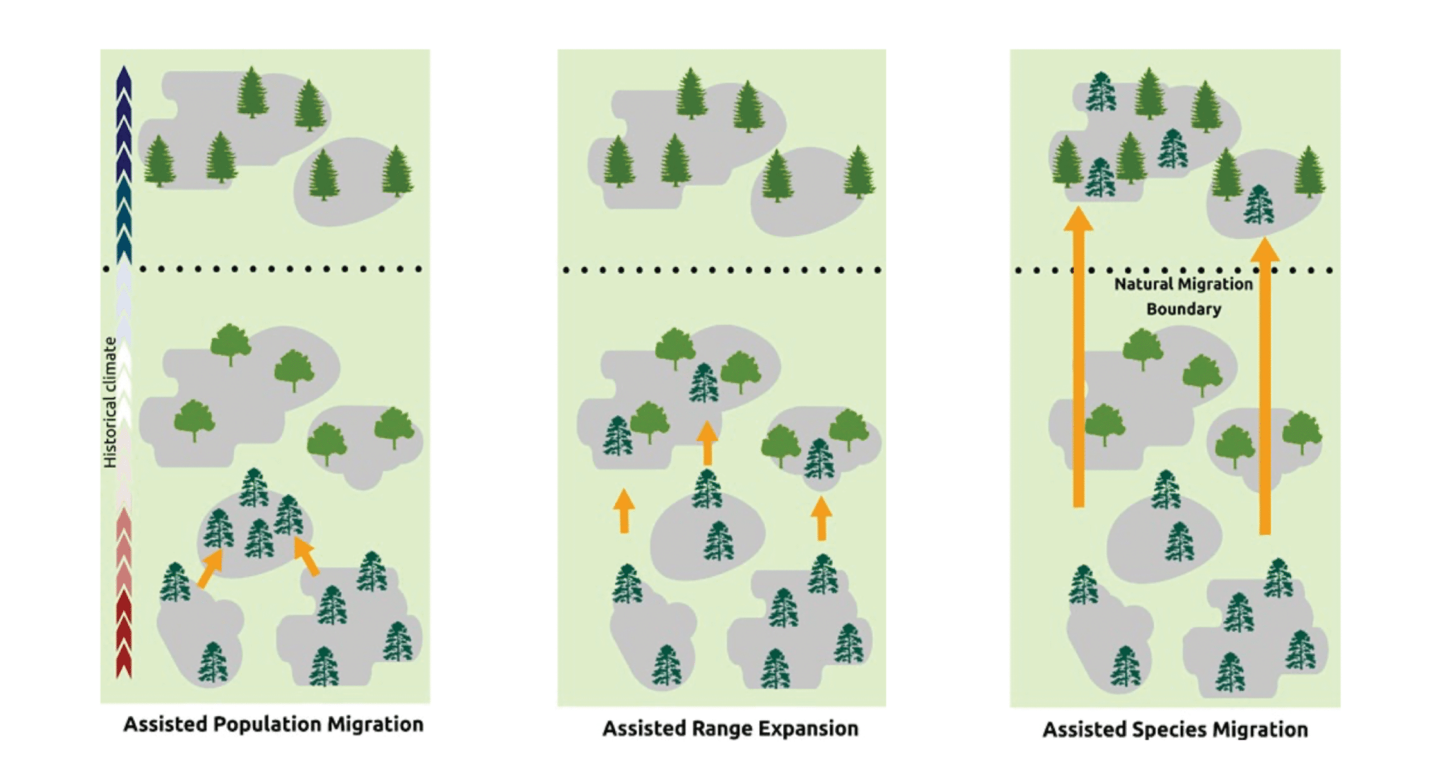 Future-proofing Minnesota's forests: moving trees north