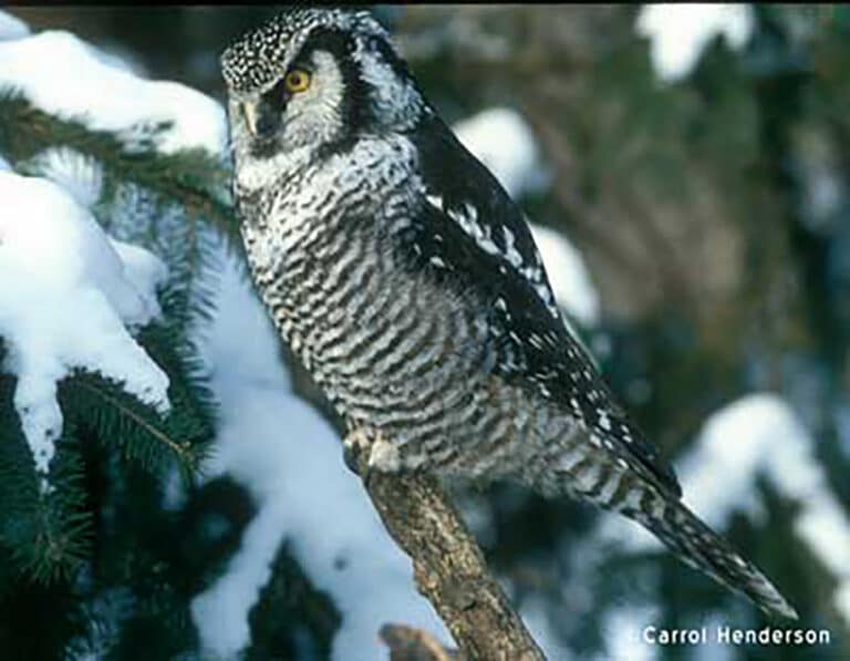 Increased owl sightings draw birdwatchers to northern Minnesota | Quetico Superior Wilderness News
