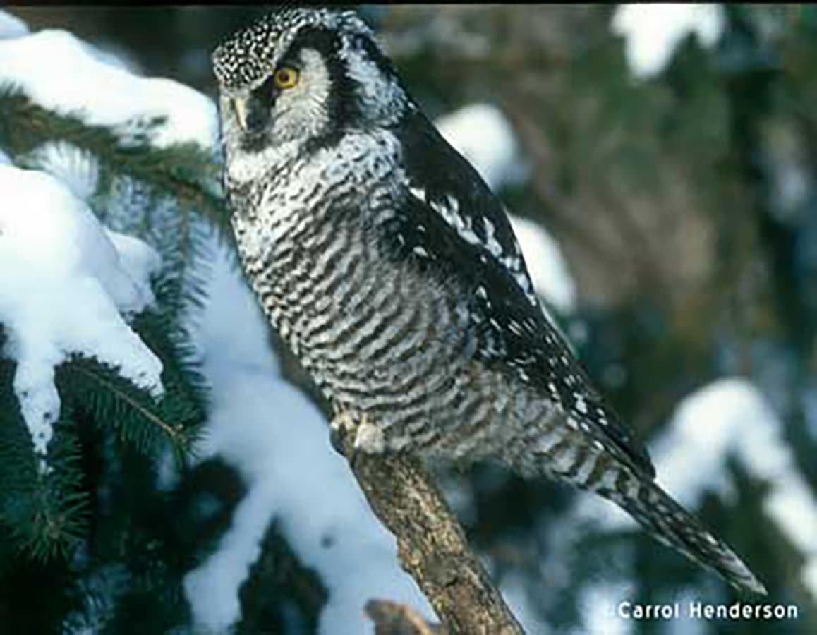 Increased owl sightings draw birdwatchers to northern Minnesota ...