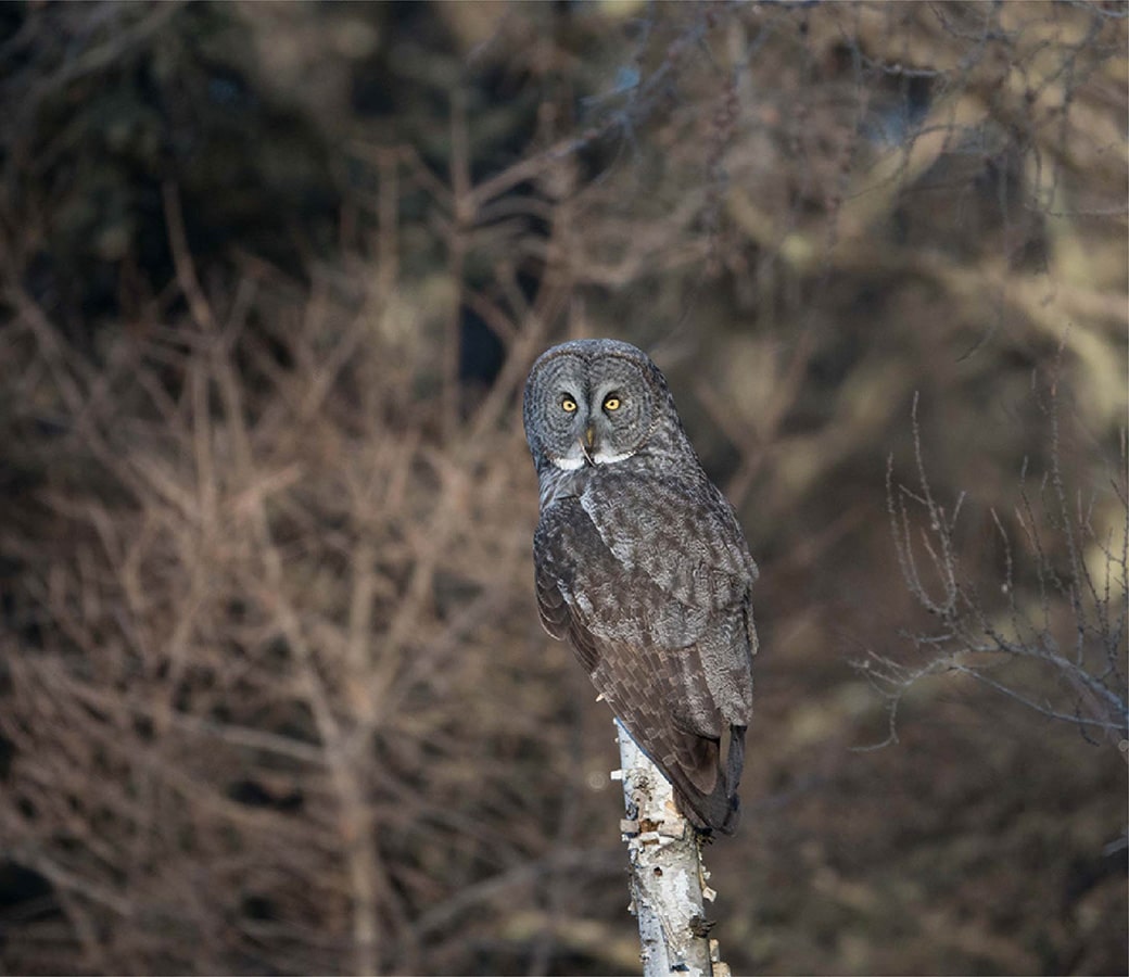 Increased owl sightings draw birdwatchers to northern Minnesota | Quetico Superior Wilderness News