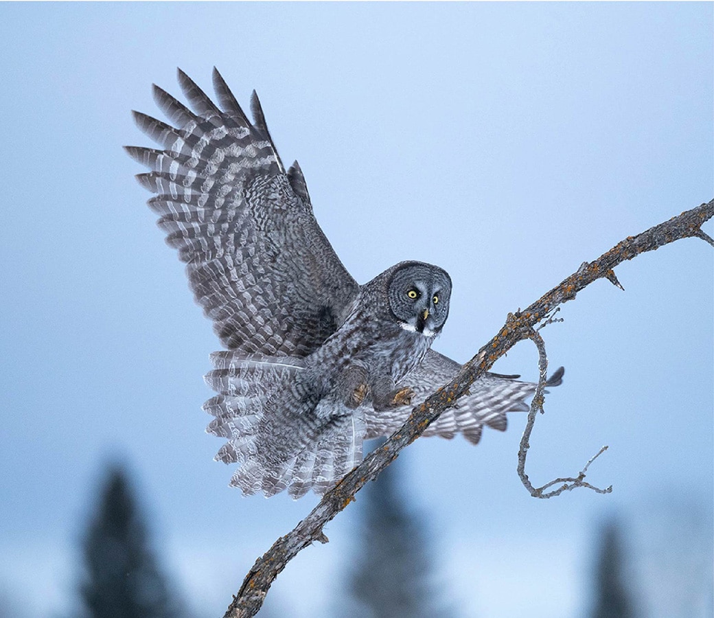 Increased owl sightings draw birdwatchers to northern Minnesota | Quetico Superior Wilderness News