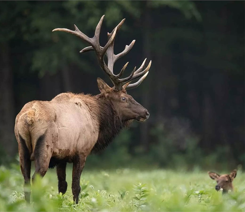 Restoring elk on native land in MN