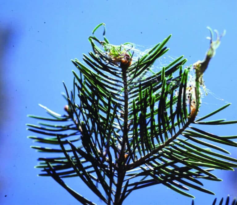 Worst Spruce budworm outbreak in northern MN since 1961