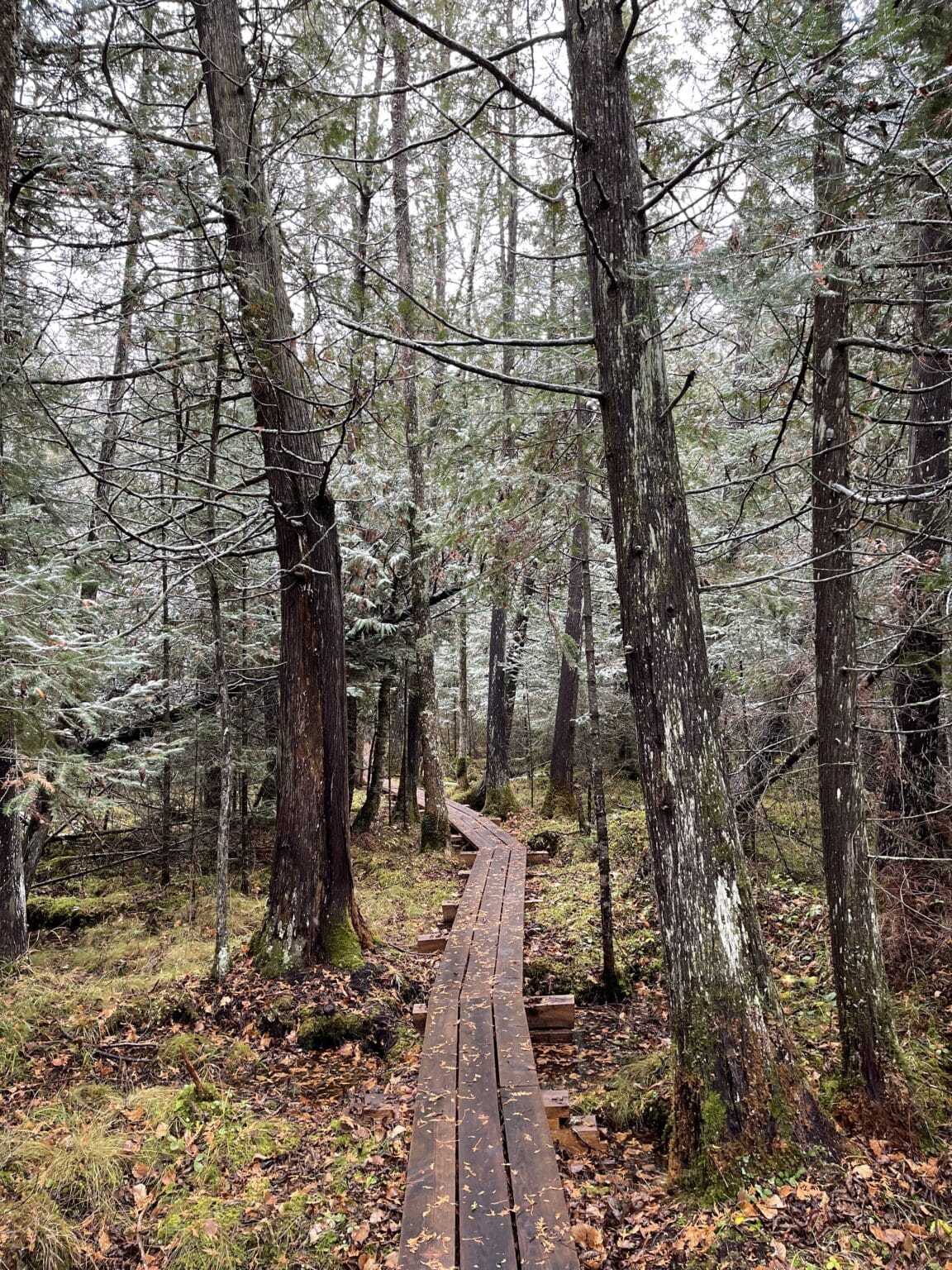 Two magical forest hikes – Pine Ridges and Ancient Cedars Trails