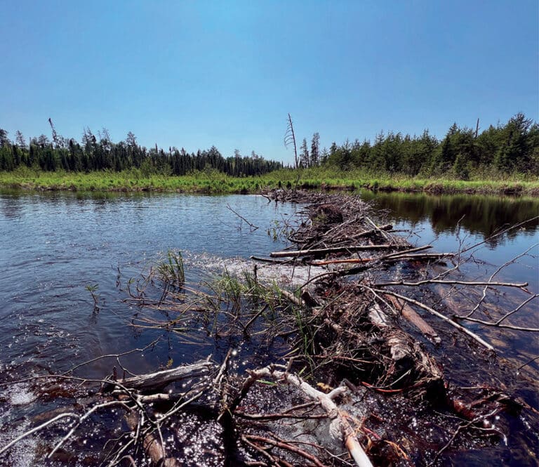 Exploring the Primitive Management Areas of the BWCAW | Quetico ...