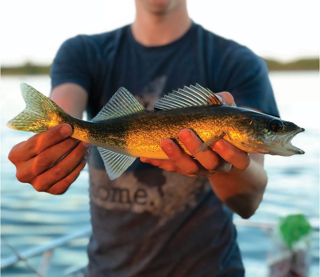 Should walleye limits be reduced on Minnesota lakes? | Quetico Superior ...
