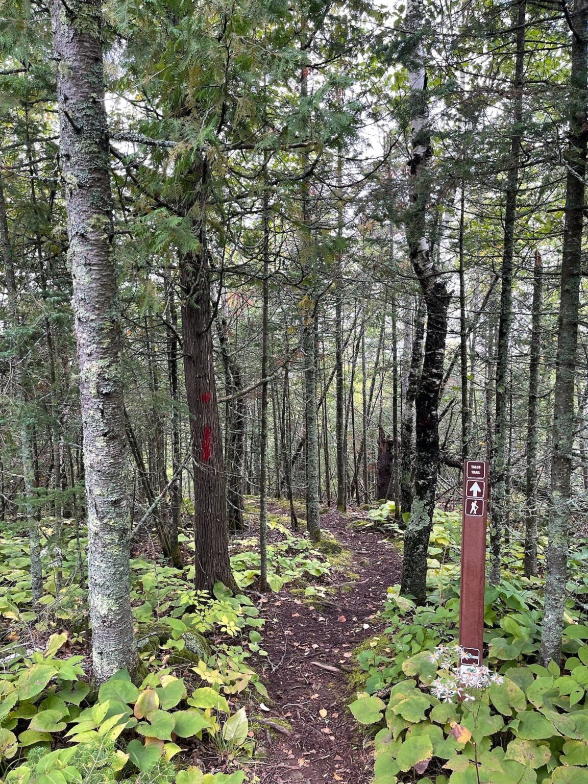 Hawk Ridge Bird Observatory in Duluth, MN