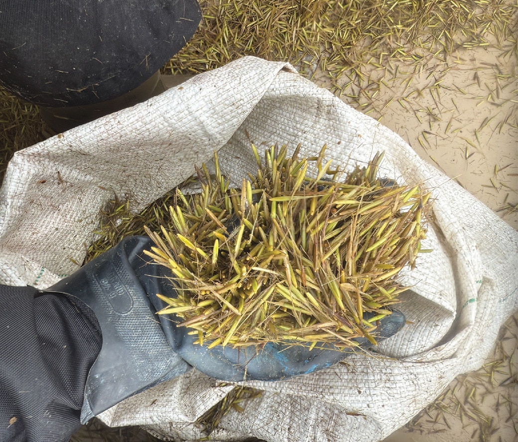 Massive wild rice seeding boosts St. Louis River Estuary | Quetico ...