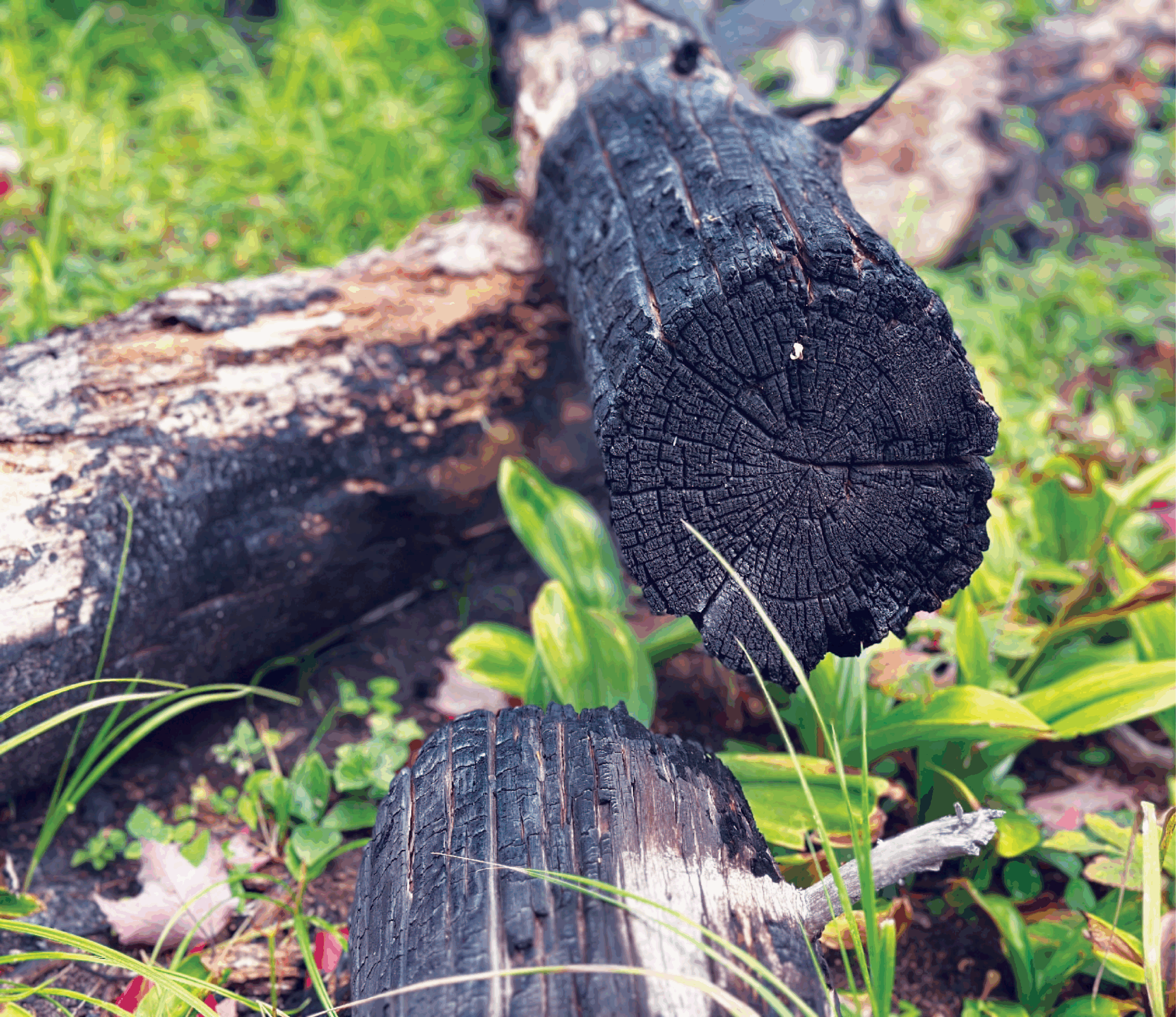 3,600 acres scheduled for burns in Superior National Forest | Quetico ...