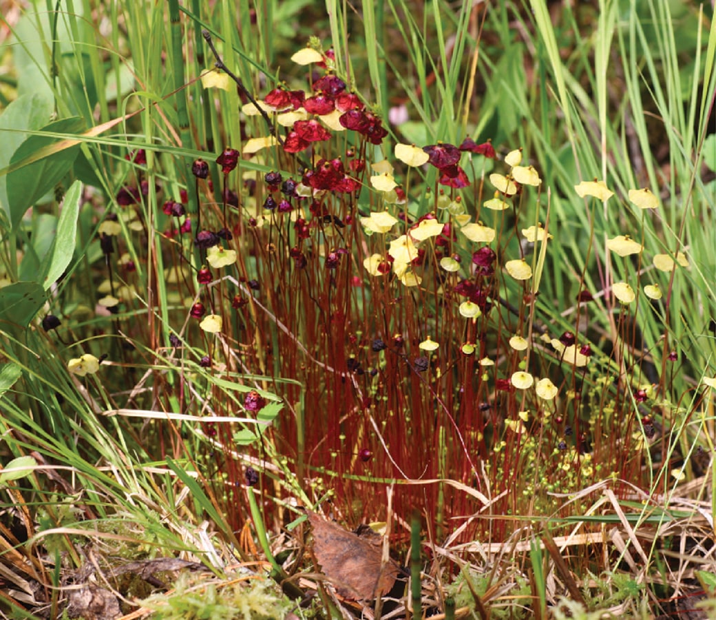 Hidden gems: Rare flora of the Superior National Forest | Quetico ...