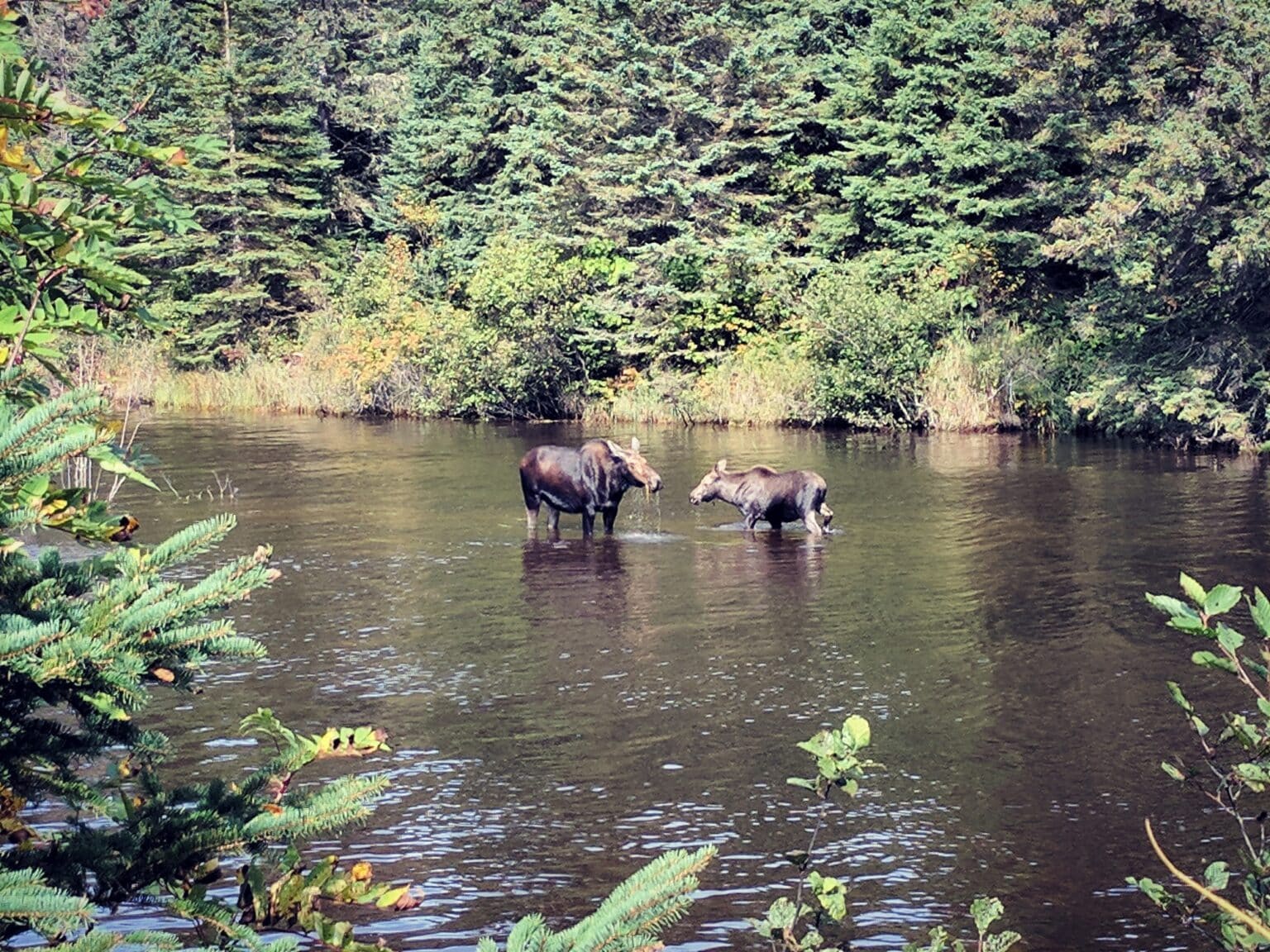 Bones help researchers: life cycle of moose on Isle Royale