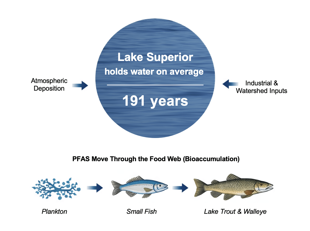 PFAS in Lake Superior: why levels in fish are declining
