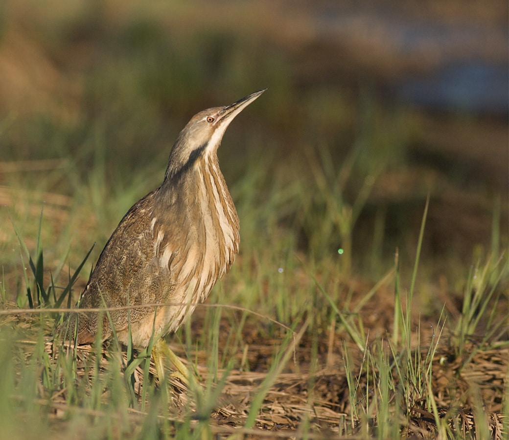 Minnesota's bird migration hot spot, the Sax-Zim Bog | Quetico Superior ...