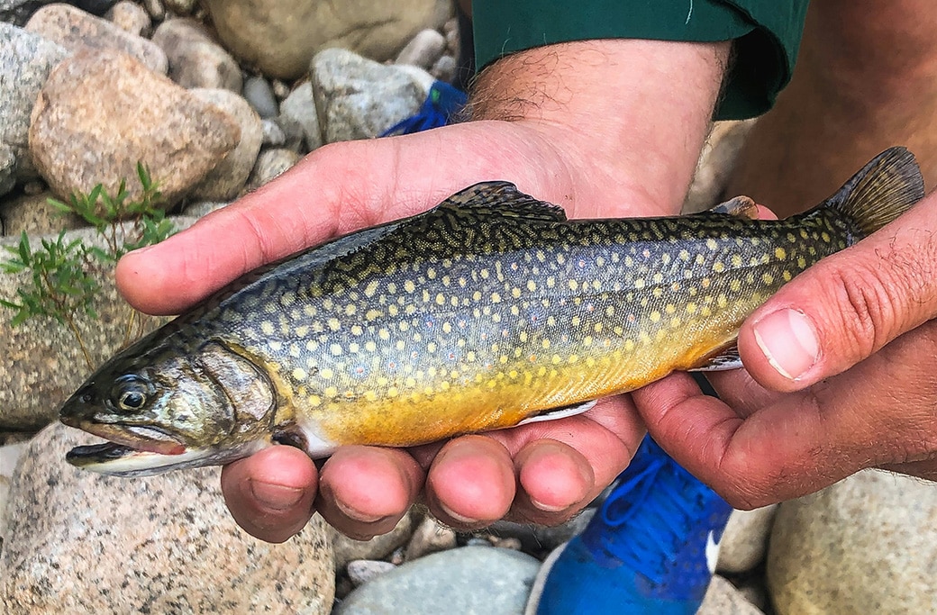 Sensitive brook trout habitat identified near proposed Hermantown data ...